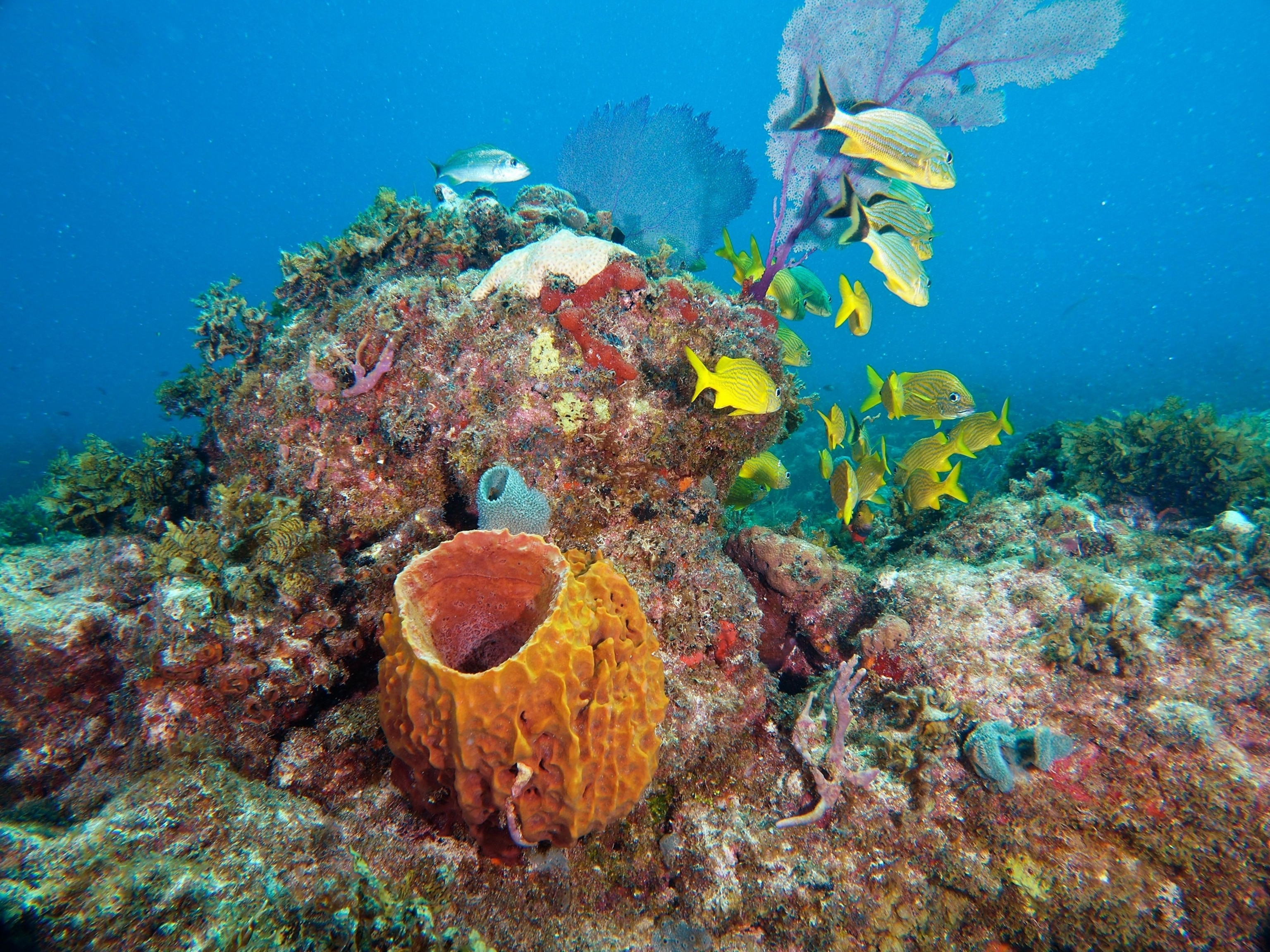 Thousands of baby corals will soon be spawned to fortify Florida's reefs