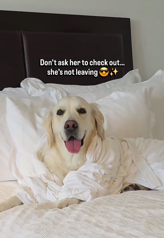 I Took Maxi to a 5-Star Luxury Hotel—She Was Treated Like Royalty