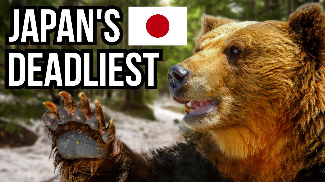 5 Of The Deadliest Wild Animals In Japan