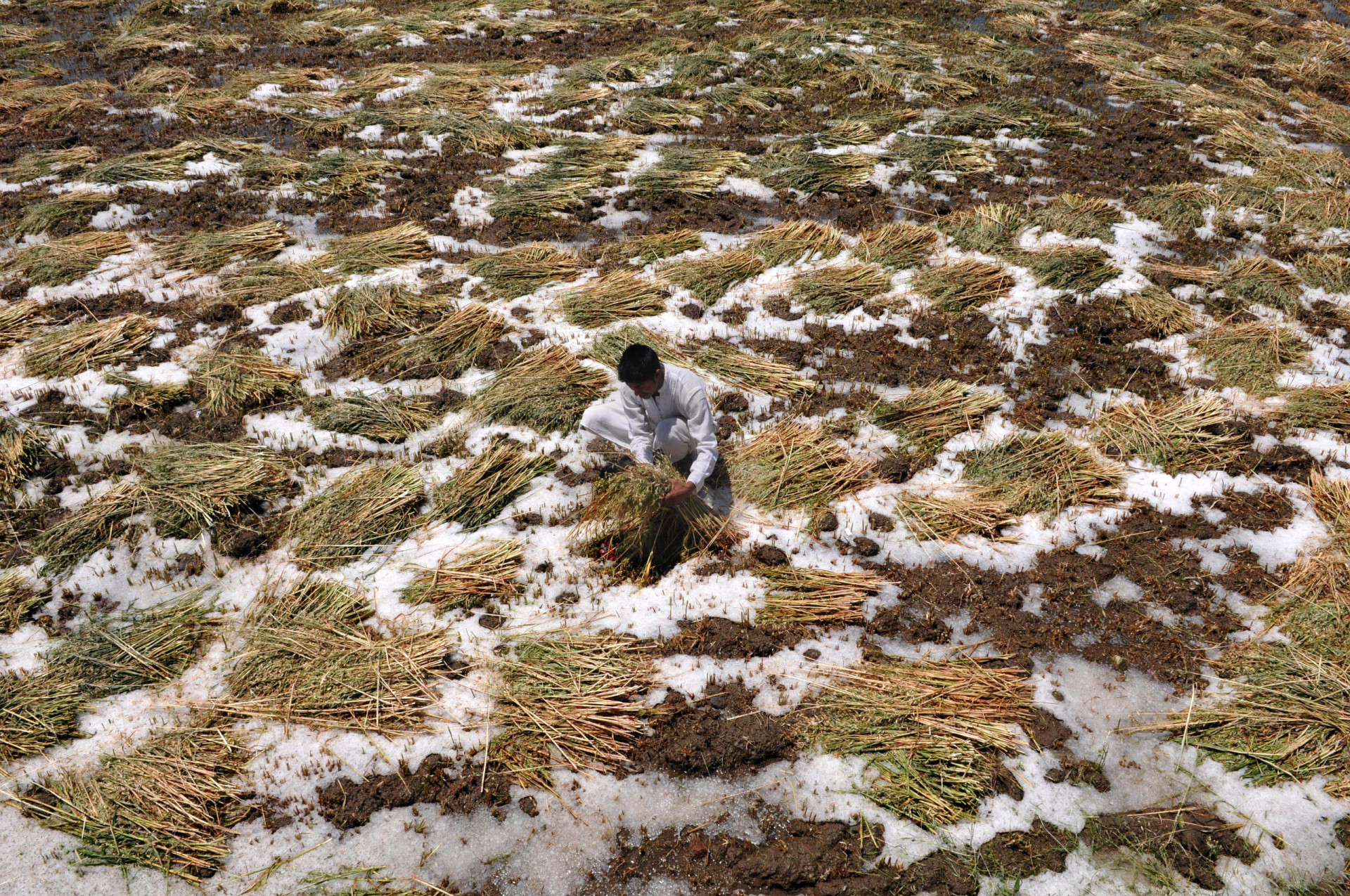 Agroterrorism explained: how big is the threat?