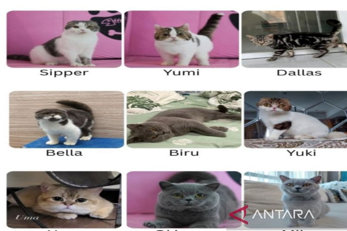 Pernyataan Istri Uya Kuya soal Kucing-kucingnya yang Dijarah Massa
