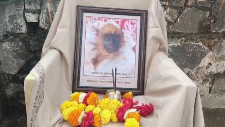 Maharashtra villagers hold funeral for monkey killed in stray dog ...