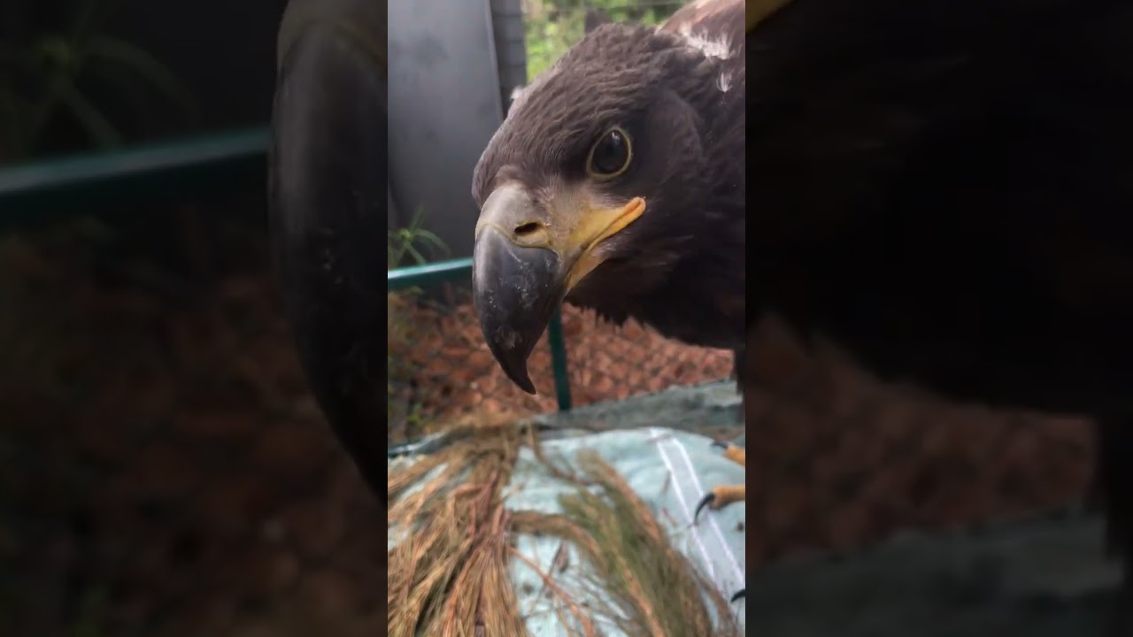 Observe a majestic white-tailed sea eagle guarding its nest