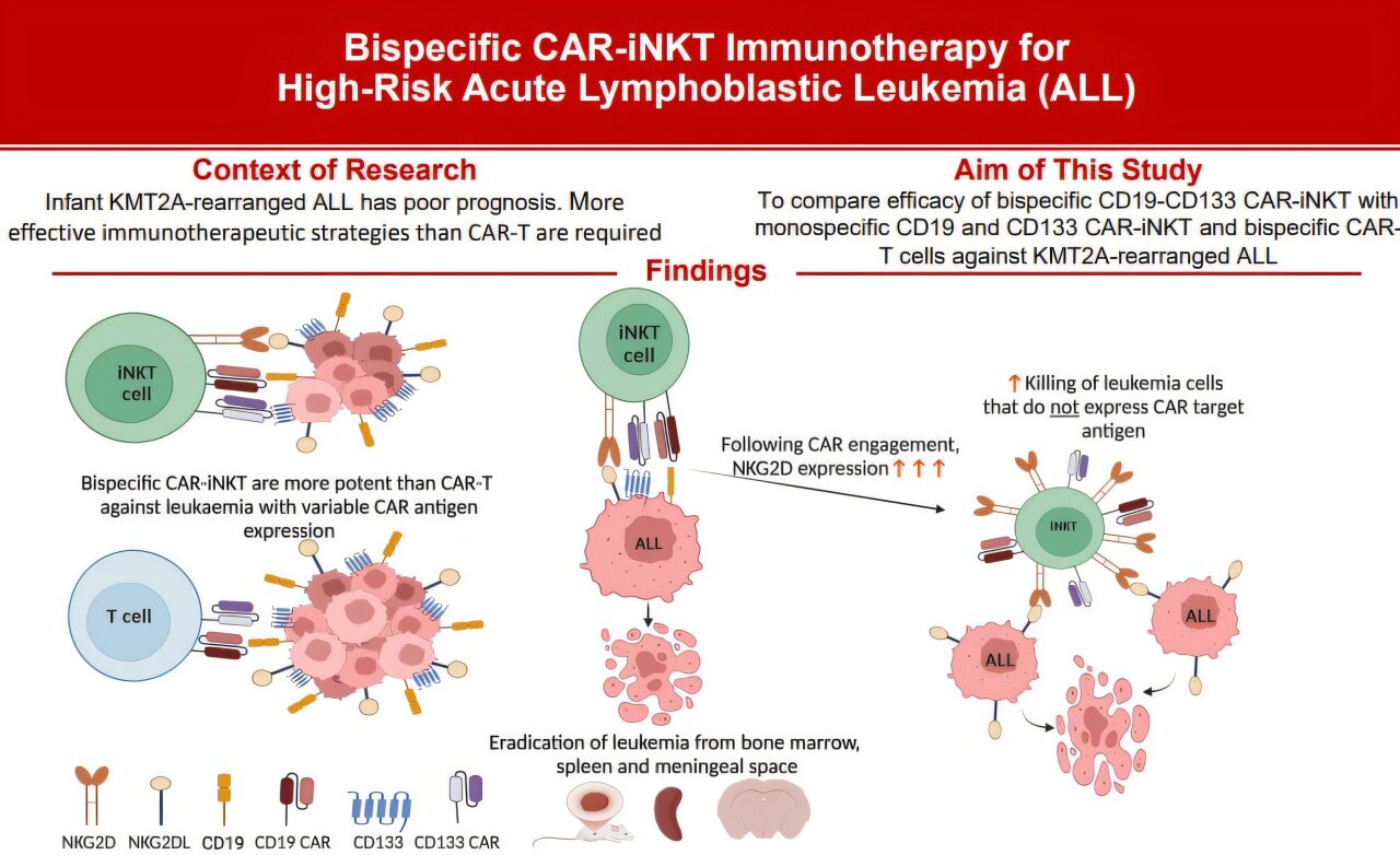 New, 'off-the-shelf' immunotherapy shows promise for treating high-risk ...