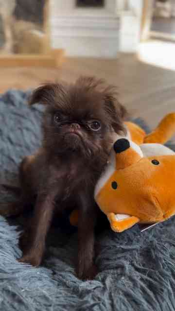 The Cuteness That Never Fades