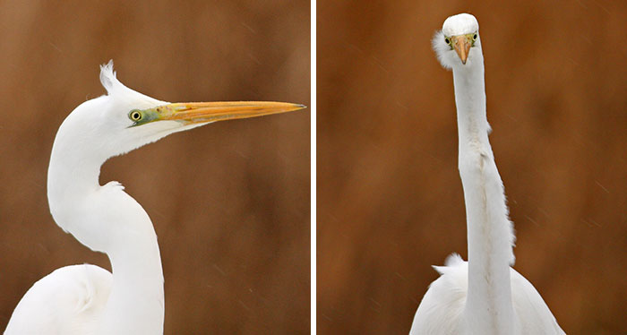 I Want To Make You Laugh With My Photographs Of Birds From The Front ...