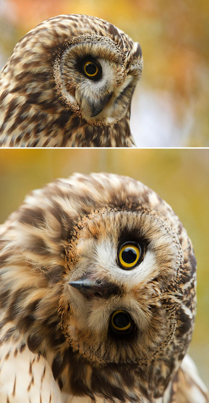 I Want To Make You Laugh With My Photographs Of Birds From The Front ...