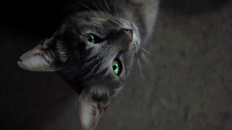 Can your cat see ghosts? Here’s what science says