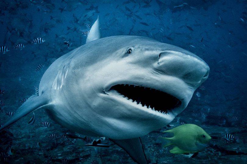 Boy, 8, fights for life after shark rips into his leg during snorkeling ...