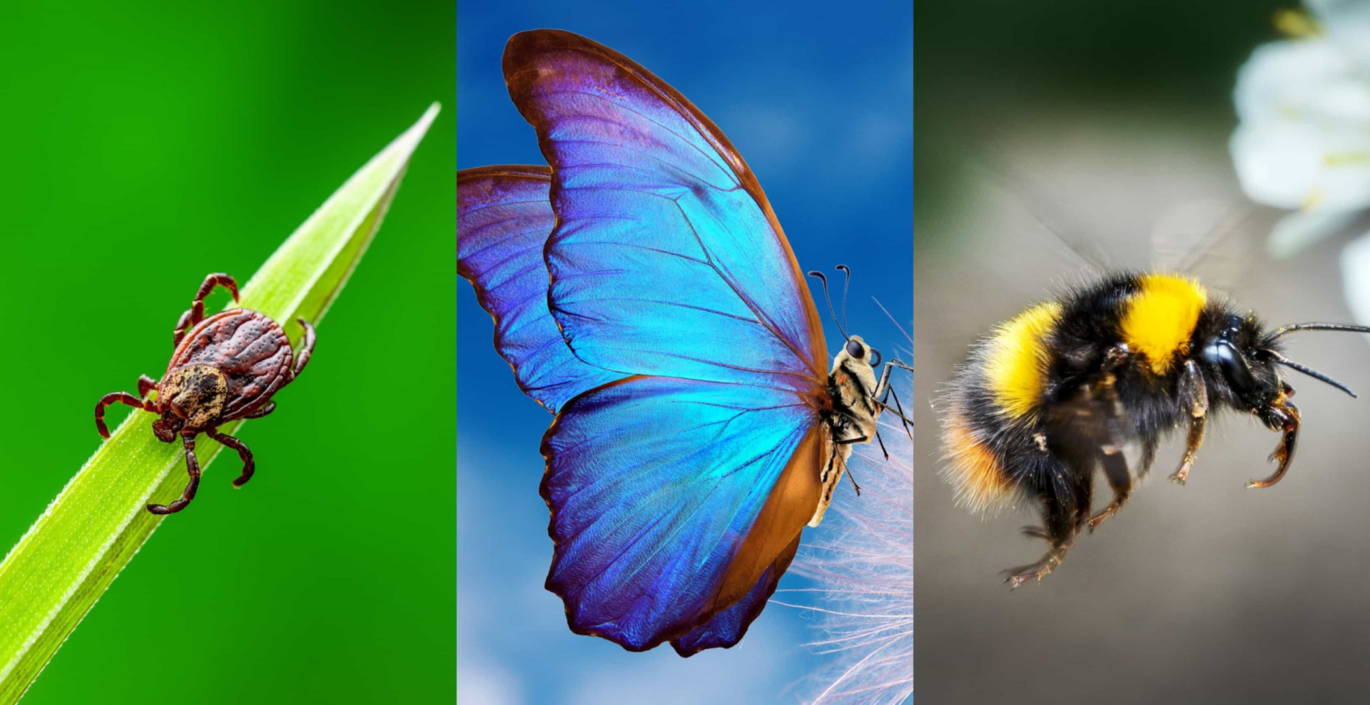 Insectes : des faits surprenants que vous devez connaître