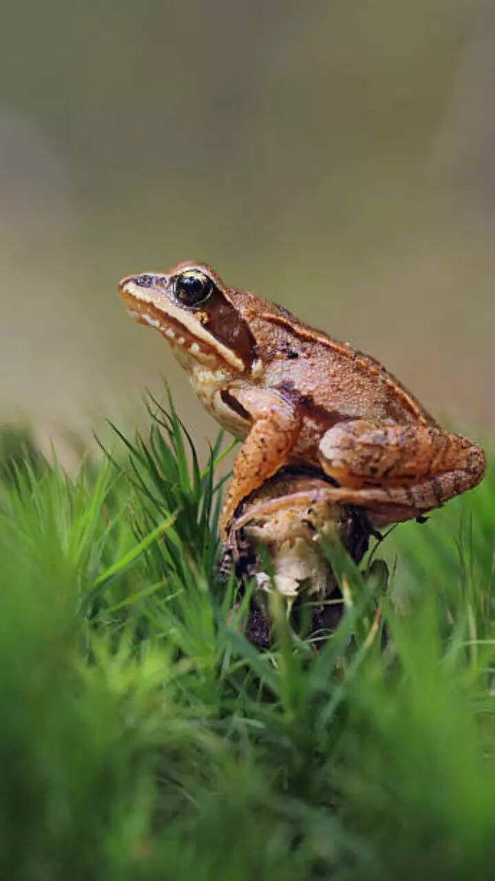 In life and 'death': The frog that almost ‘dies’ every winter, but ...