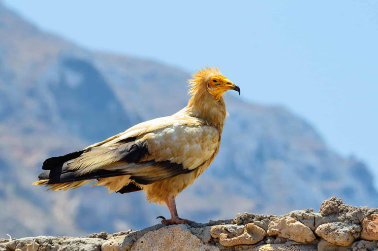 The diverse ecosystems that make Asia extraordinary