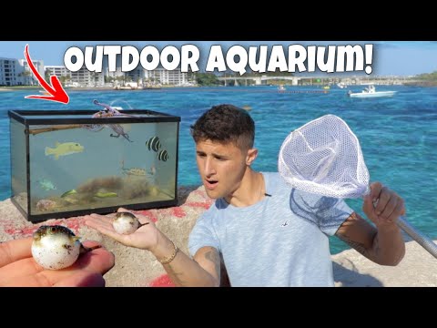 I caught tiny puffer fish for my aquarium! 🐡