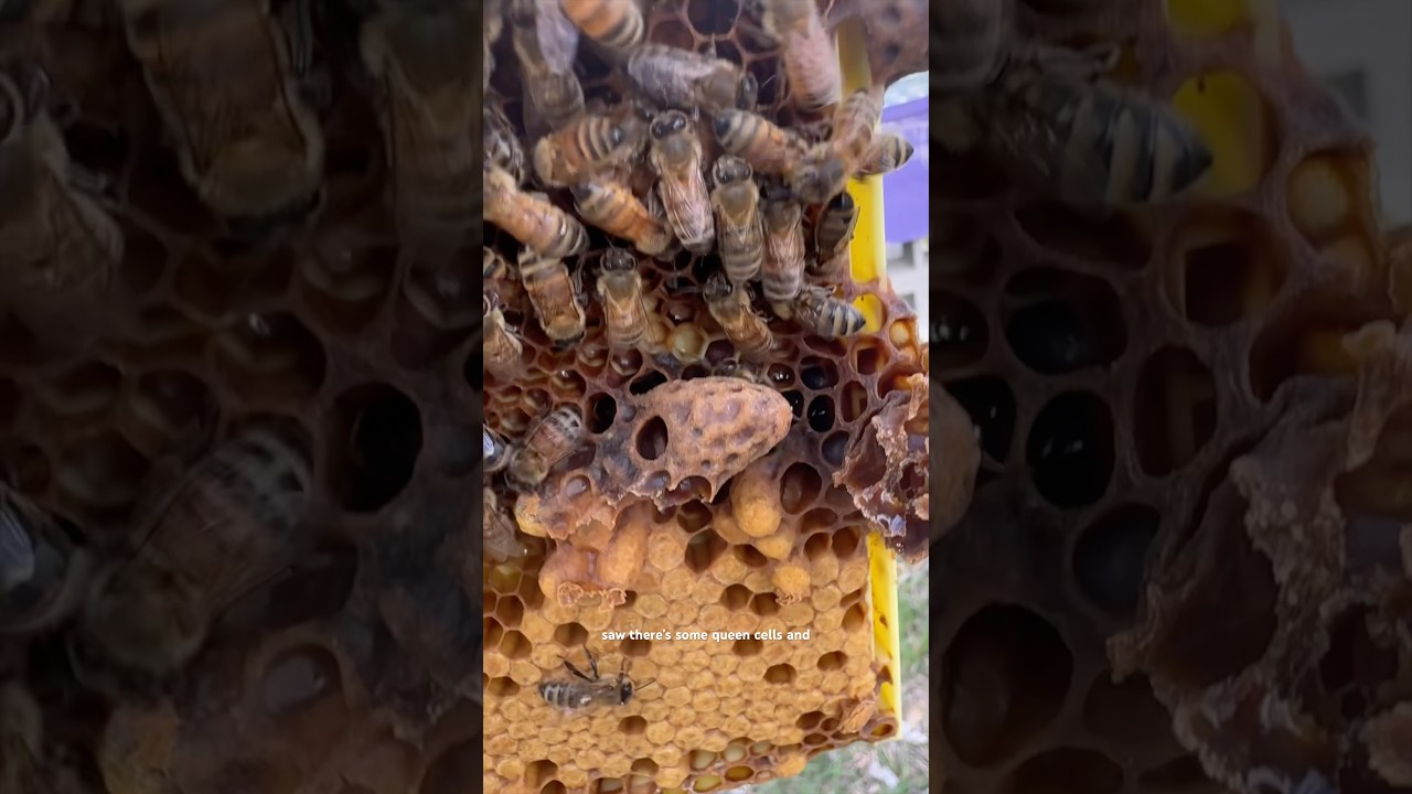 I found a new queen! 🐝 Time to split the hive