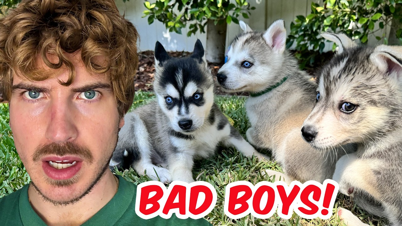 Puppies sleep outside on their first night