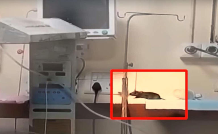 2 Newborns Die In 2 Days After Rat Bites At Madhya Pradesh Hospital