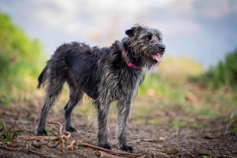 10 dog breeds that faced extinction