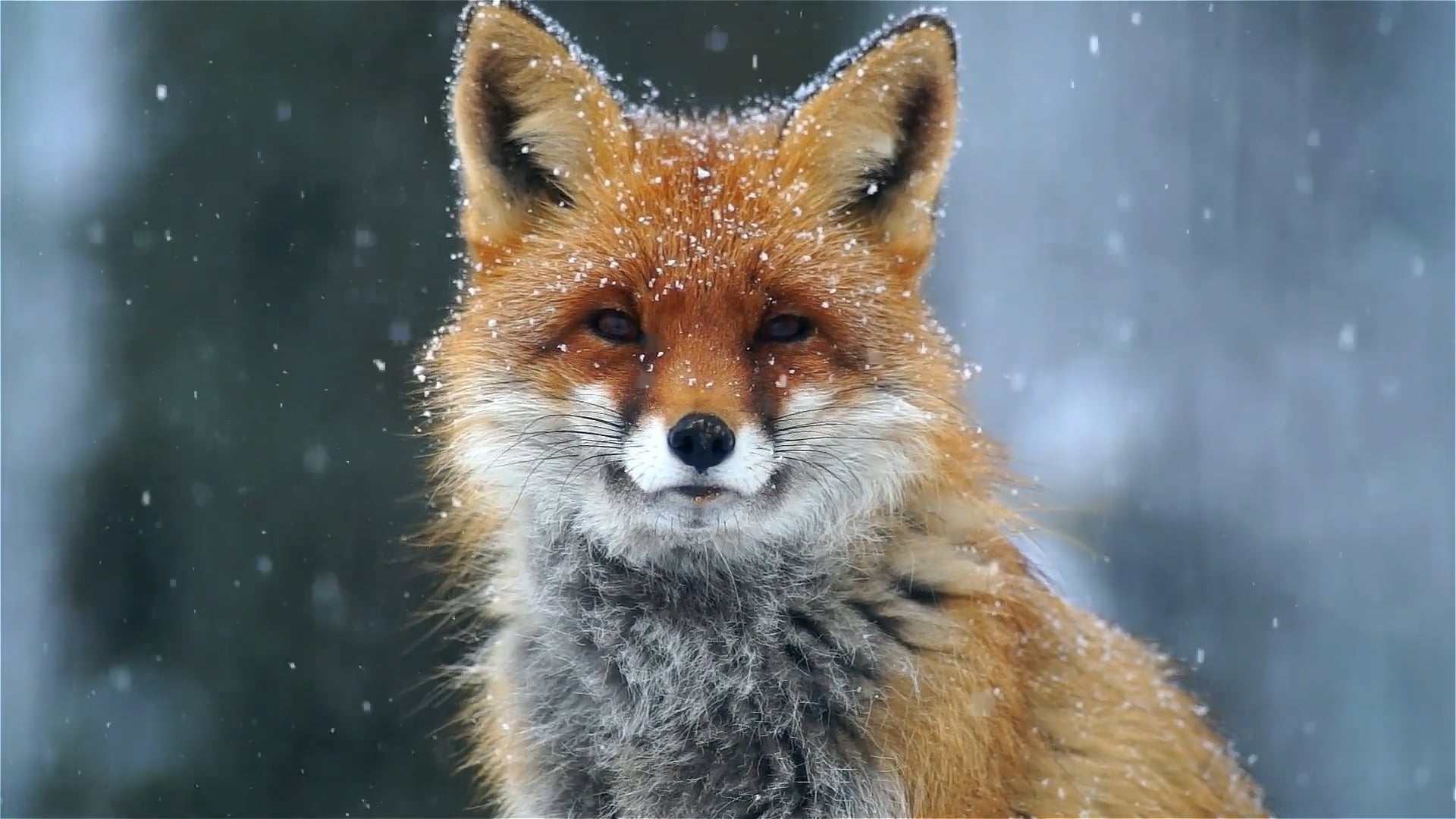 Foxes In The Wild: Incredible Close-Up Footage