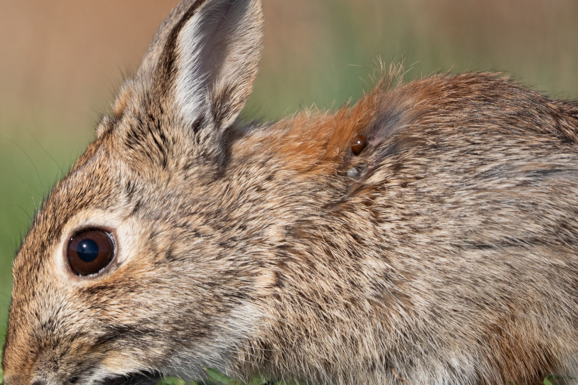 The zombie rabbits taking over Colorado