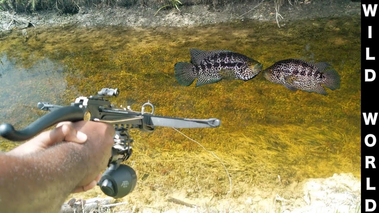 Mini Crossbow Fishing Hunt - Catching Food for a Giant Redtail Catfish