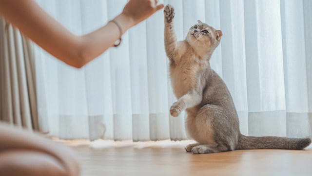 Cat owner shares brilliant hack using old toilet paper rolls: 'My ...