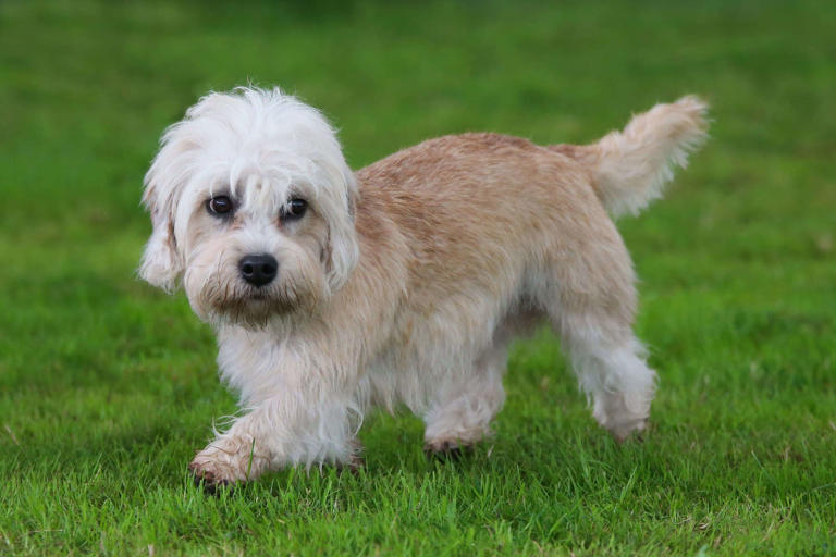 10 dog breeds that faced extinction