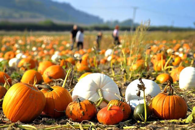 6 pumpkin patches in Sussex to visit this autumn