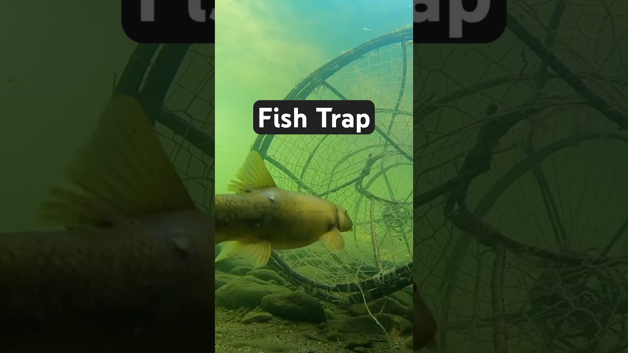 I built a fish trap with natural materials 🐟