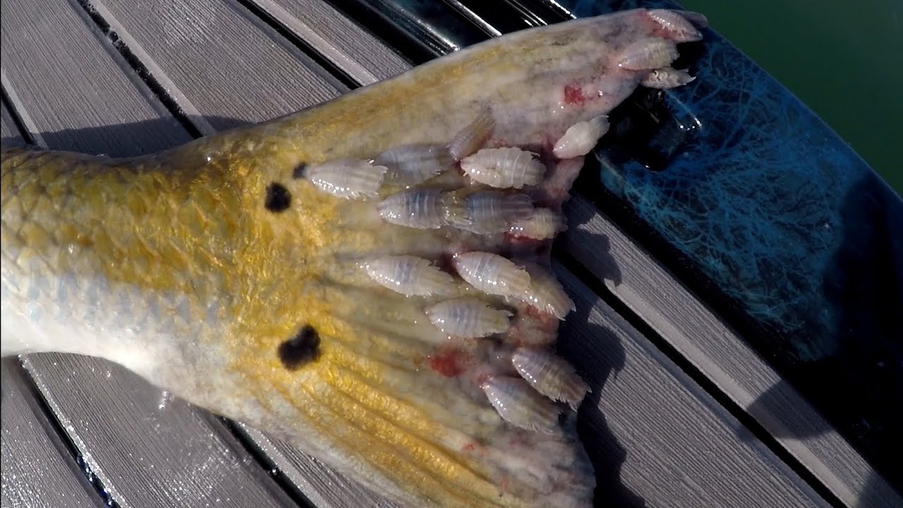 Unbelievable Catch - What Happened to This Fish?