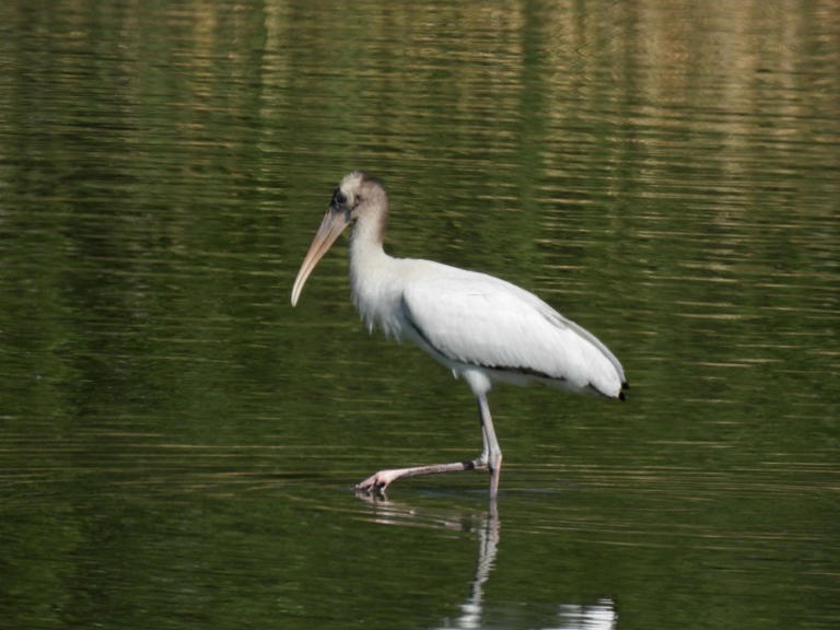 ‘As rare as it gets’: Tropical bird spotted near Denver marks 1st ...