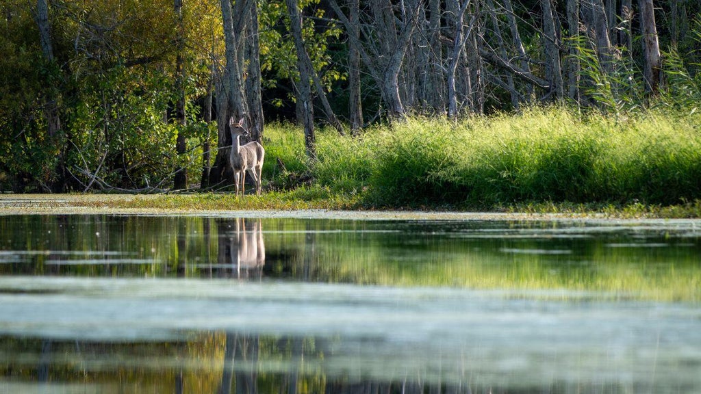 Four Michigan counties have deer affected by epizootic hemorrhagic disease