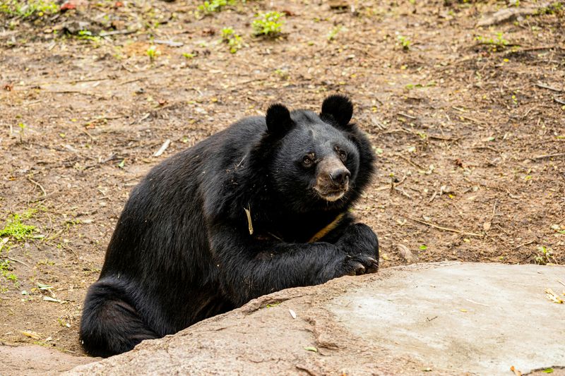 10 Things You Shouldn’t Do If You See A Bear In The Wild