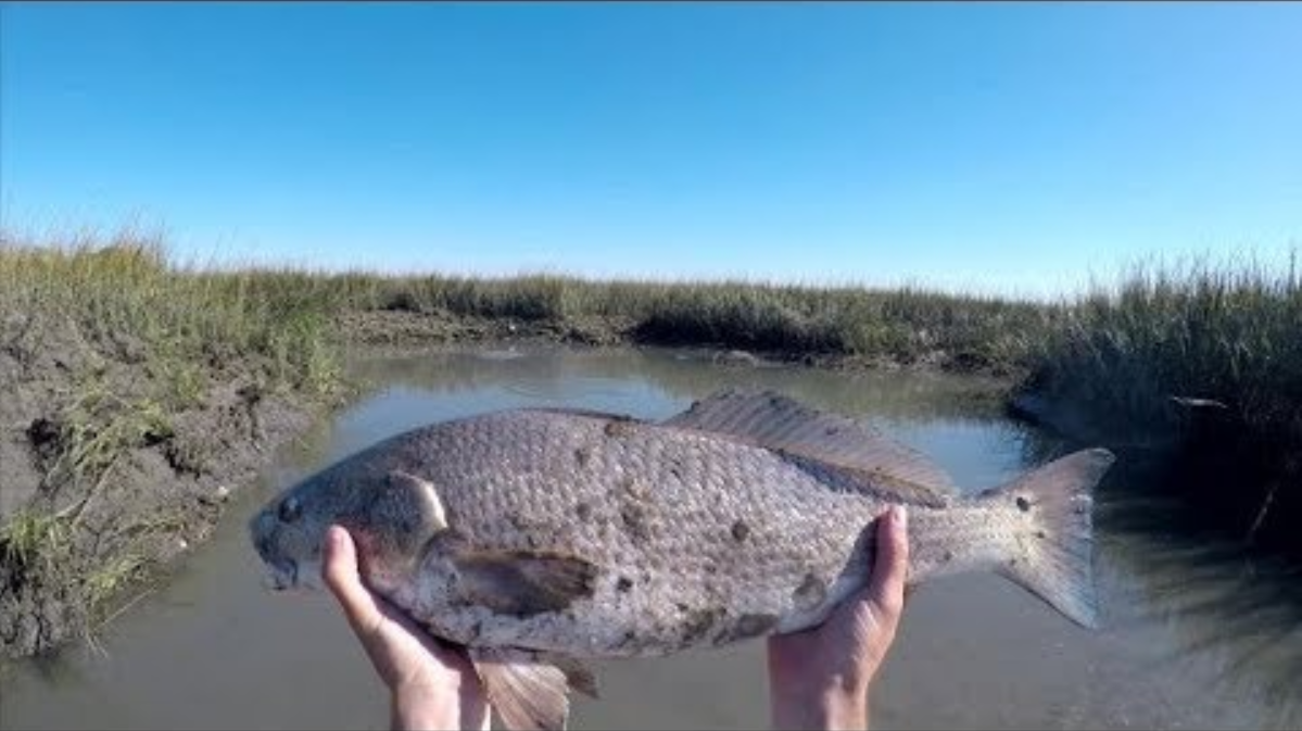 I Found a Tiny Creek Loaded with Redfish – Insane Kayak Fishing Spot!