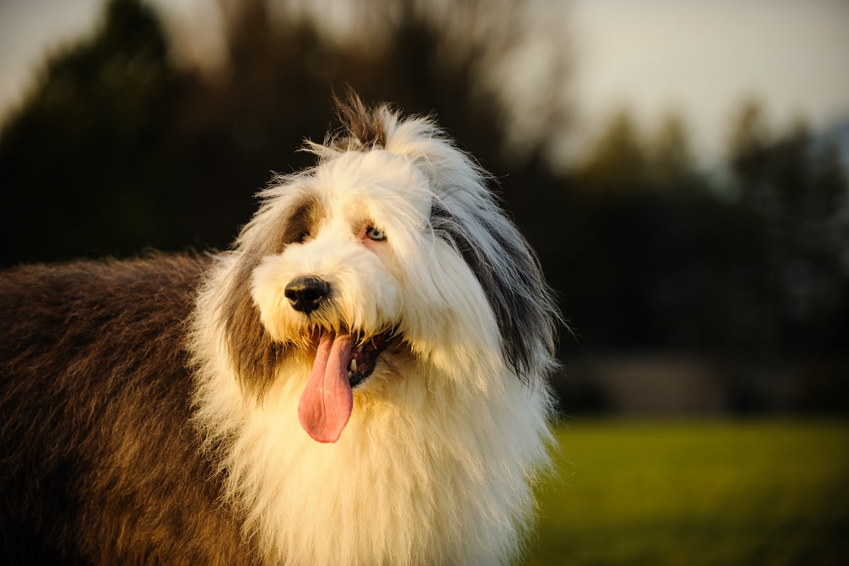 Old English Sheepdog's Sneak Pigeon Chase Needs Its Own Cartoon