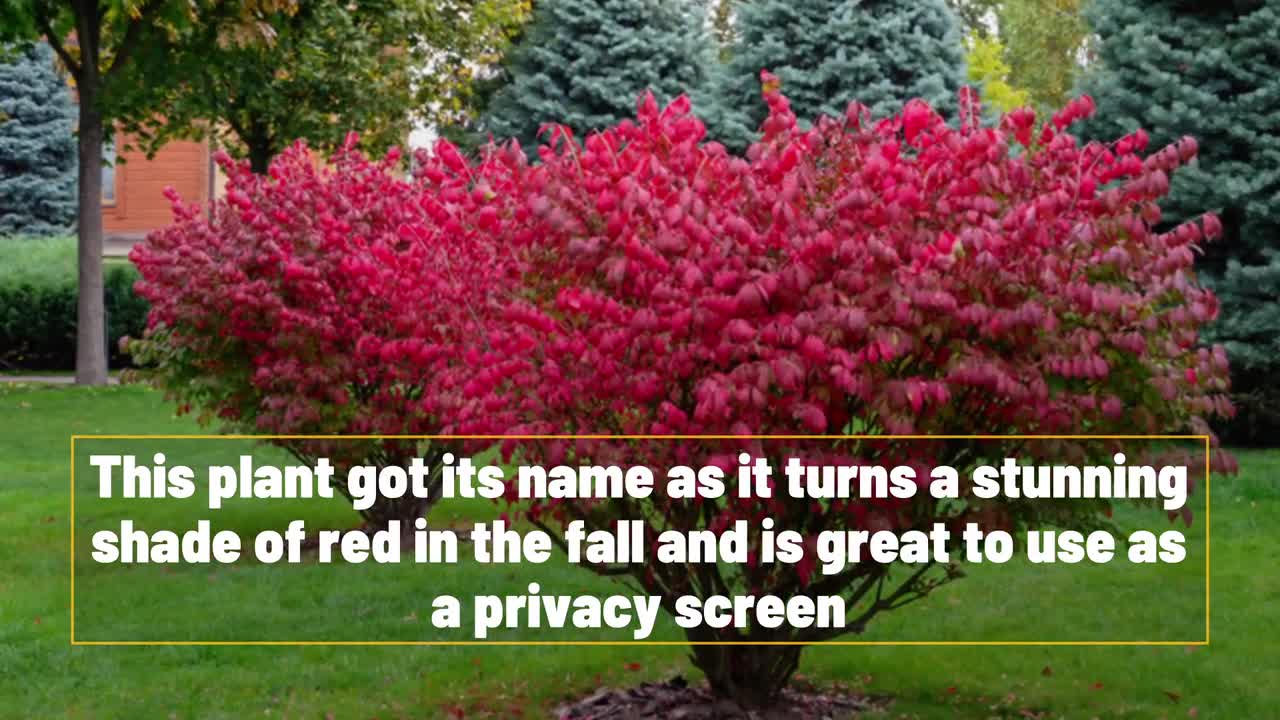 6 Gorgeous Flowers To Add Color To Your Fall Garden