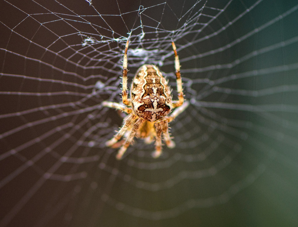 Why Arachnophobia Remains One of the Most Talked-About Fears