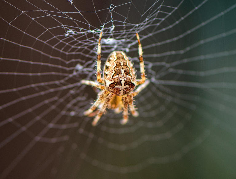 Therapists Reveal 9 Odd Phobias That Help the Brain Sense Danger