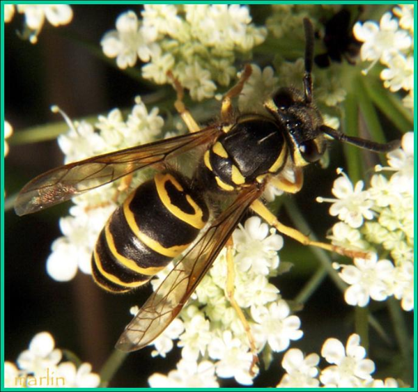 Yellow jackets are after your food. Here's why and how to fight back