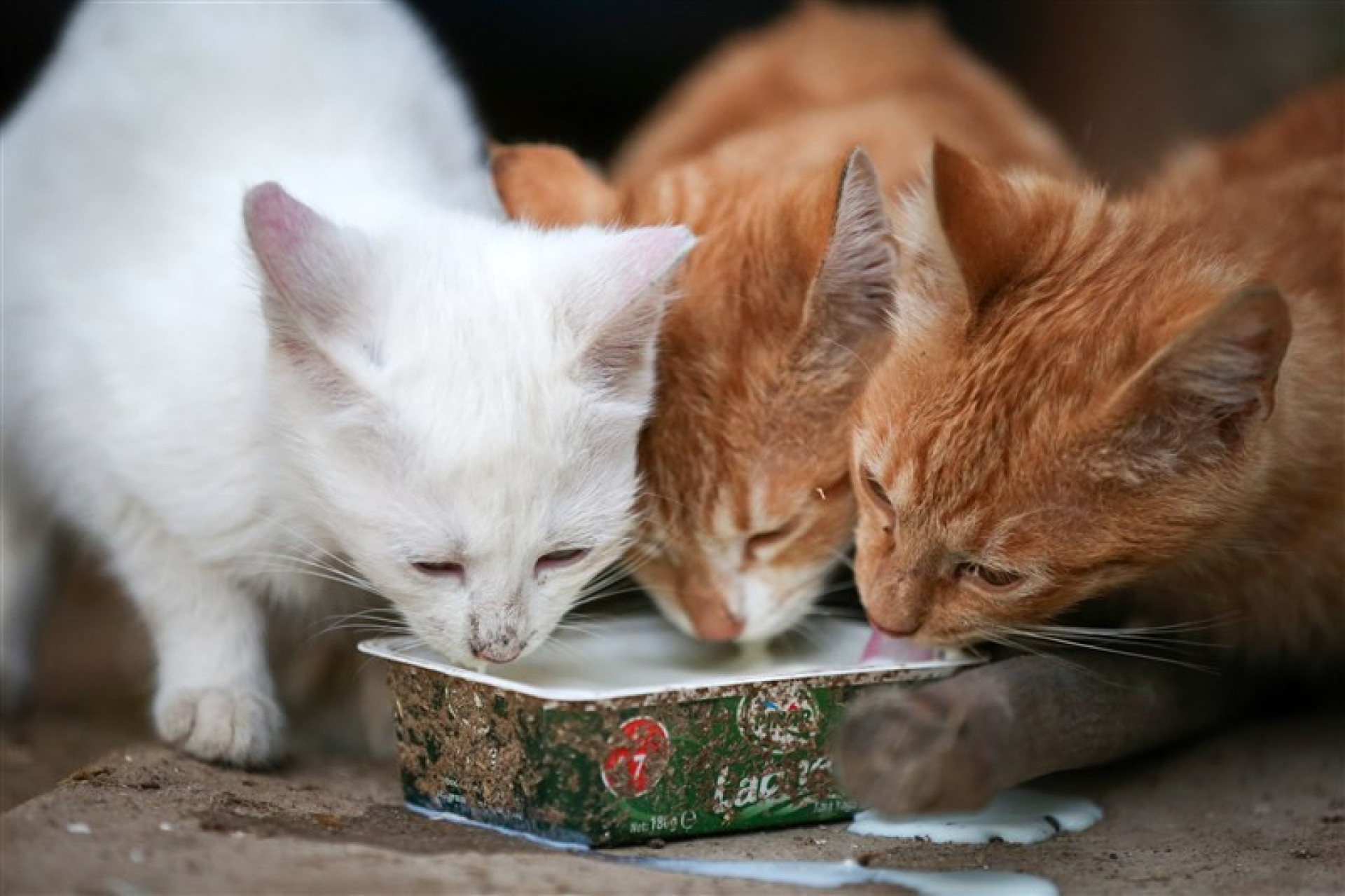 Myths, truths, and fun facts about milk