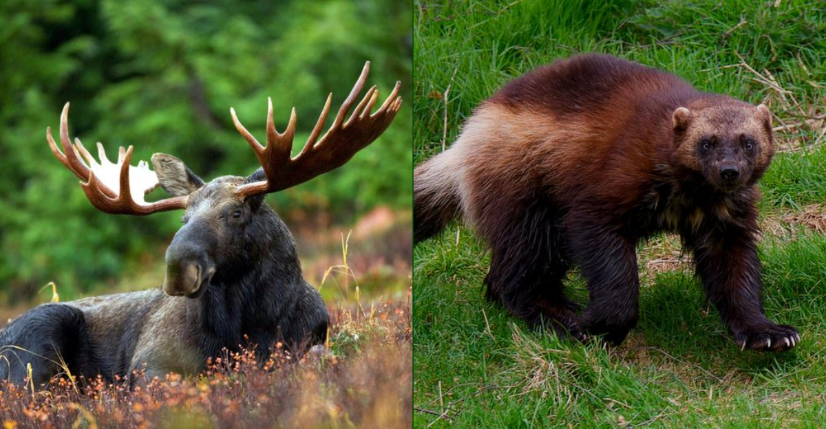 10 Wild Animals That Thrive In Canada’s Protected Wildlands