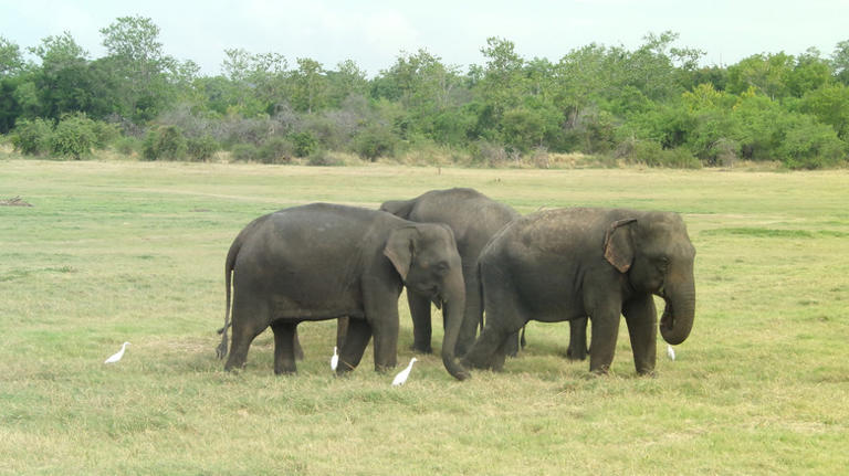 Do Elephants Understand How To 'Speak' To Humans? Here's What We Know