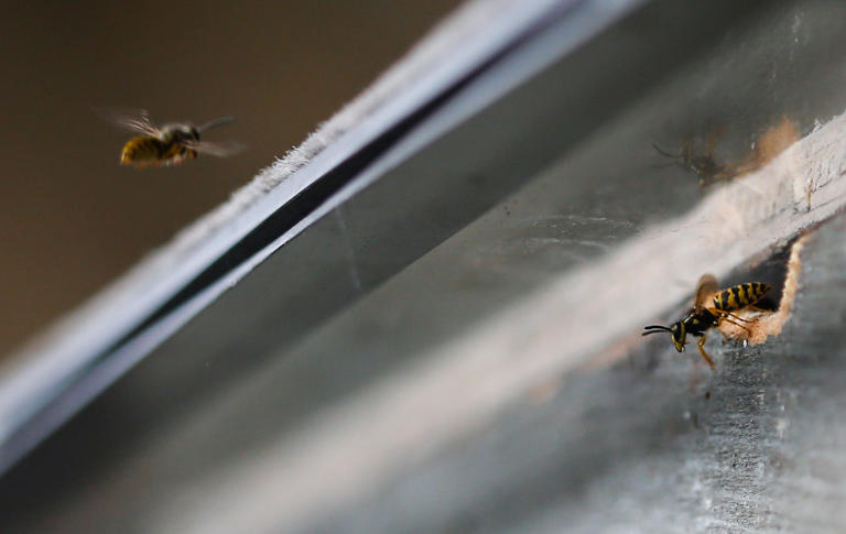 Yellow jackets are after your food. Here's why and how to fight back