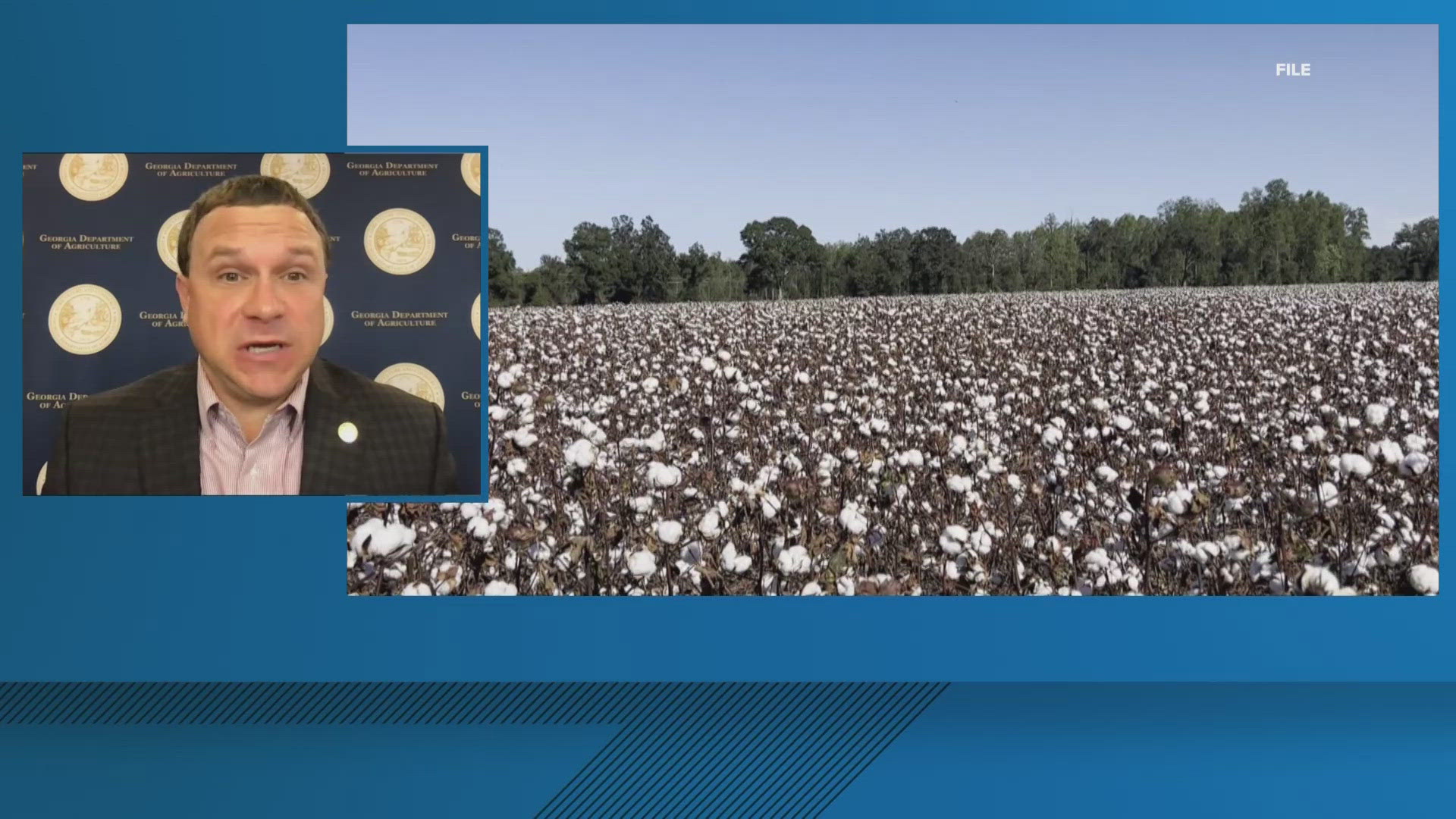 11Alive News: The Take | Battling the cotton jassid with Tyler Harper ...