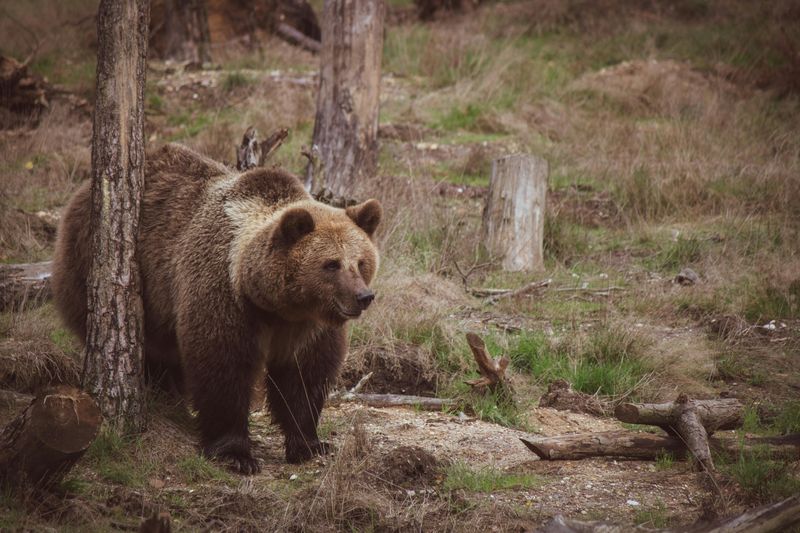 10 Things You Shouldn’t Do If You See A Bear In The Wild