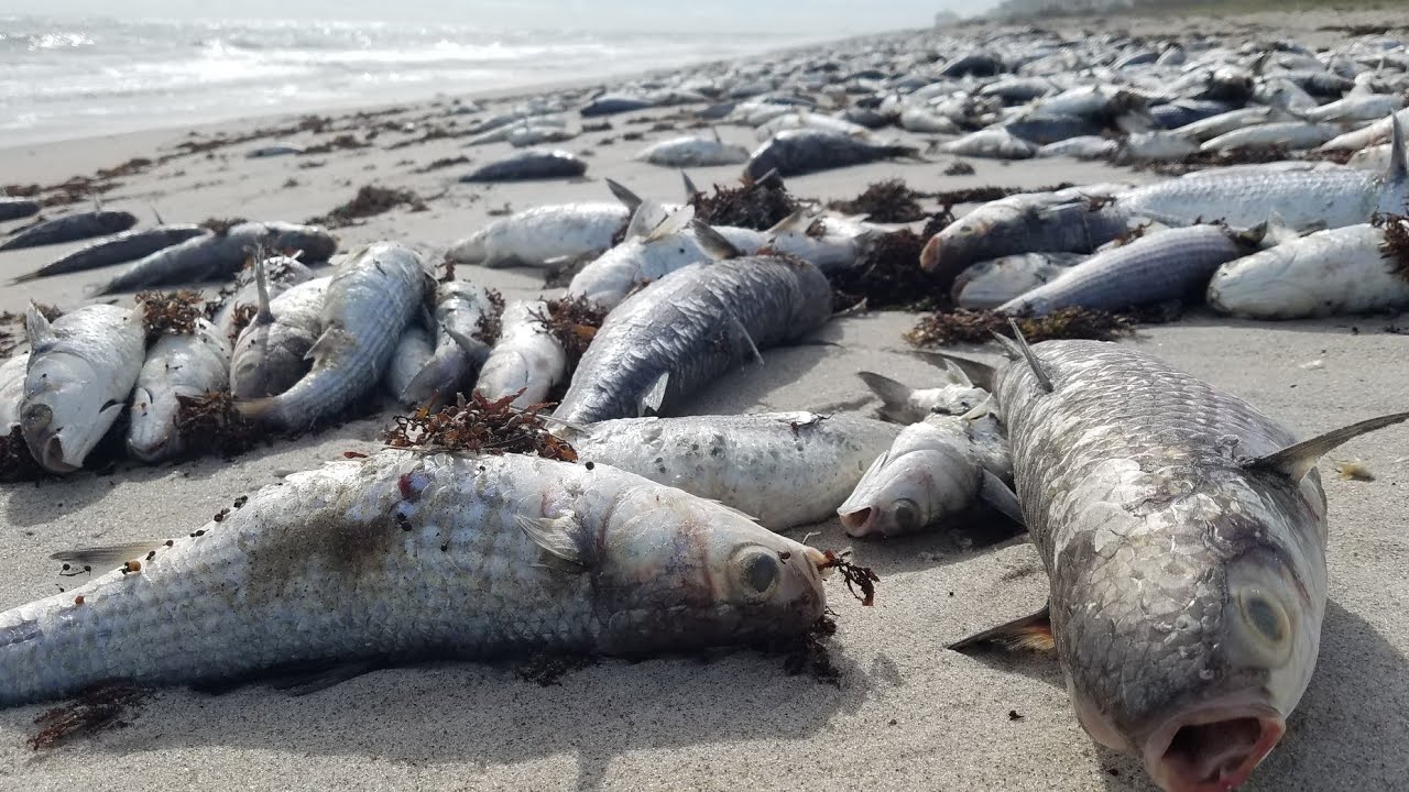 Massive Fish Kill Explained - Red Tide Strikes Again