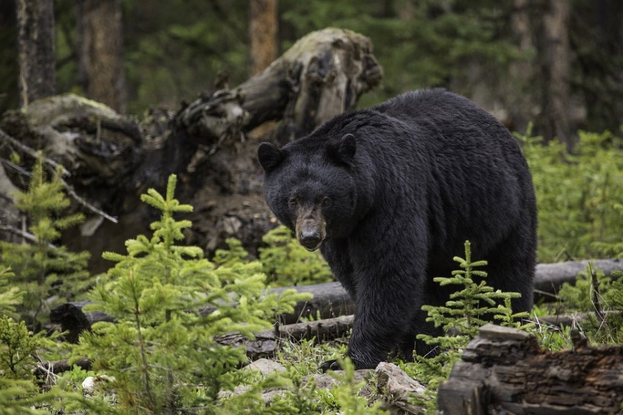 DNR sees record-breaking number of applications as bear hunting season ...