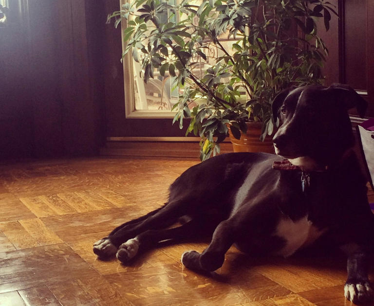 10 dog breeds that faced extinction