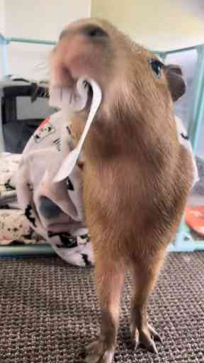 Throwback Video of Cheesecake the Capybara Paying the Cheese Tax