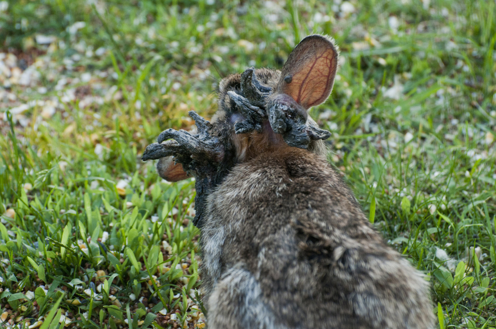 The zombie rabbits taking over Colorado