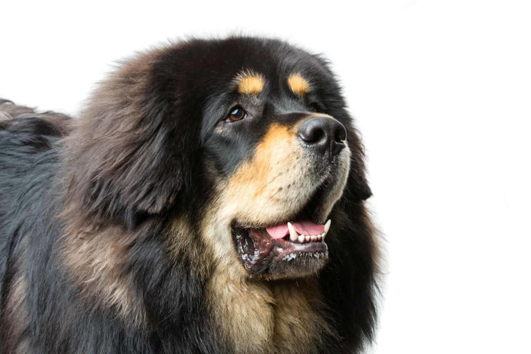 10 dog breeds that faced extinction